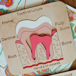 Tooth Structure Woden Board Game for Toddler Game of the Tooth Anatomy ...