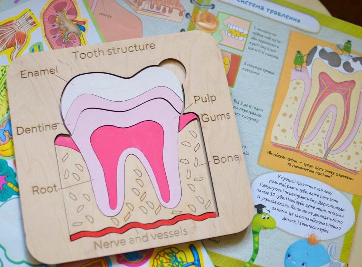 Tooth Structure Woden Board Game for Toddler Game of the Tooth Anatomy ...