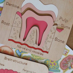 Tooth Structure Woden Board Game for Toddler Game of the Tooth Anatomy ...