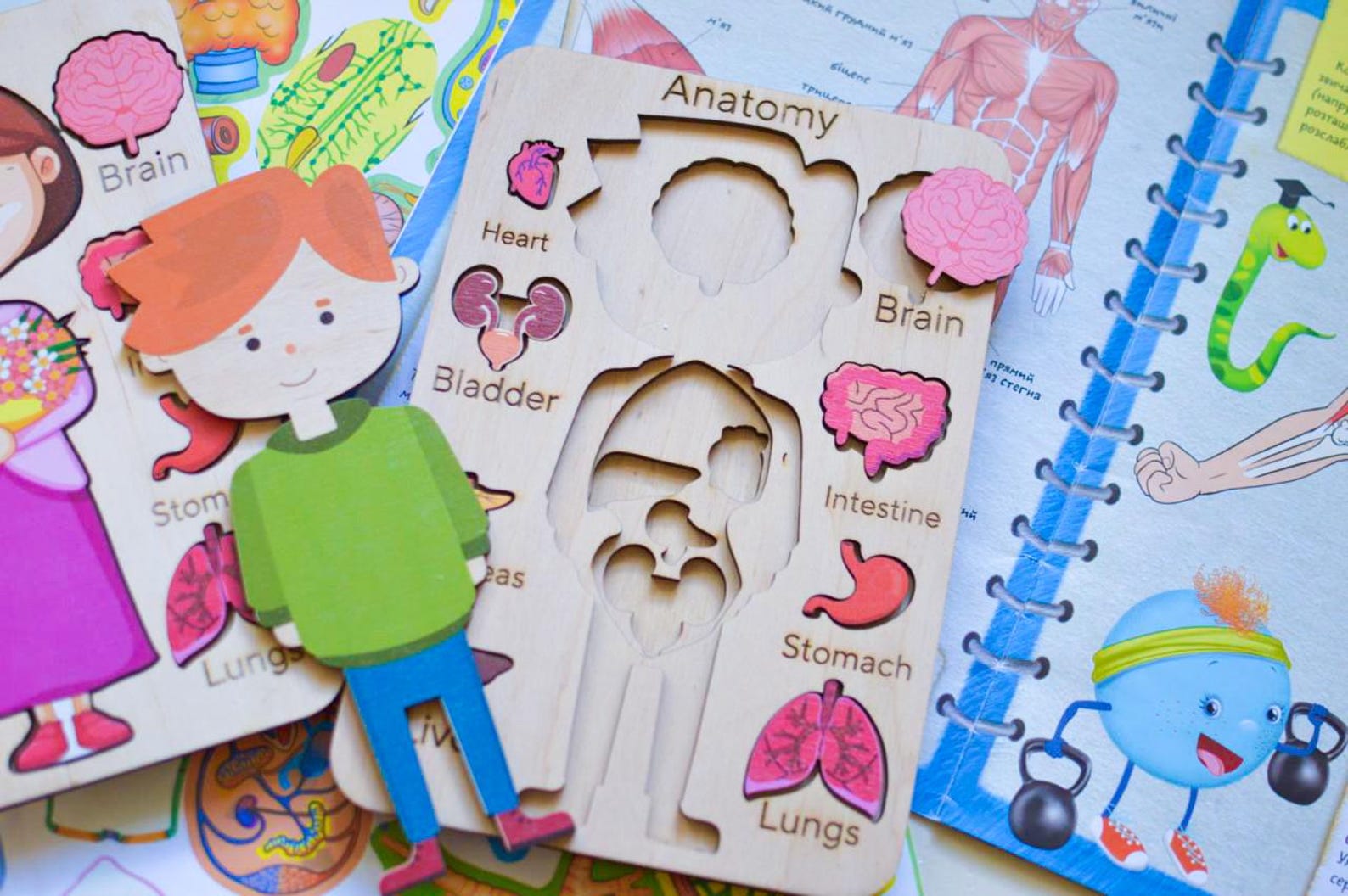 Human Brain Anatomy Structure, Brain Parts Matching Woden Board Game ...
