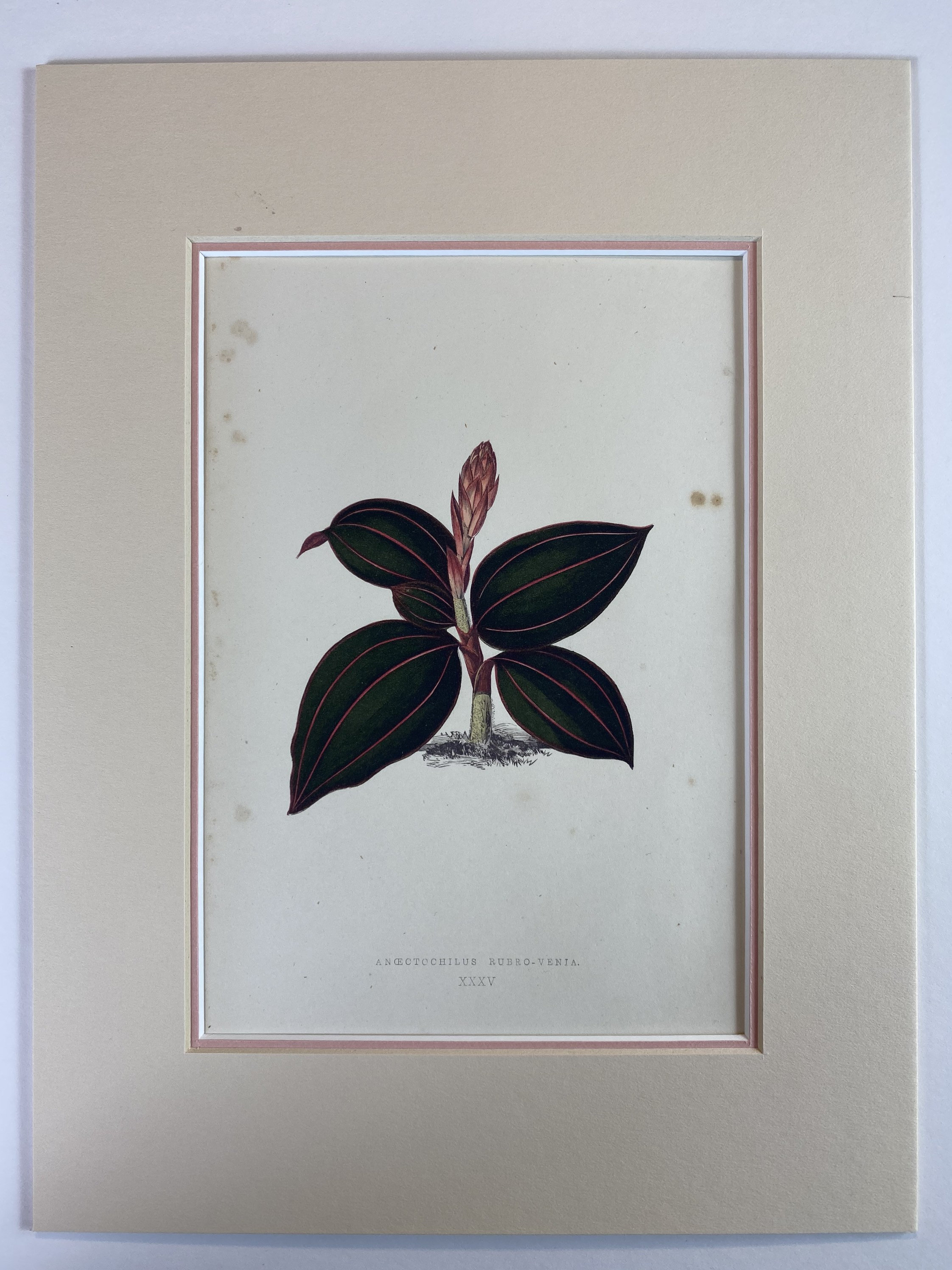 Edward Joseph Lowe 1861 Botanical Print | Etsy