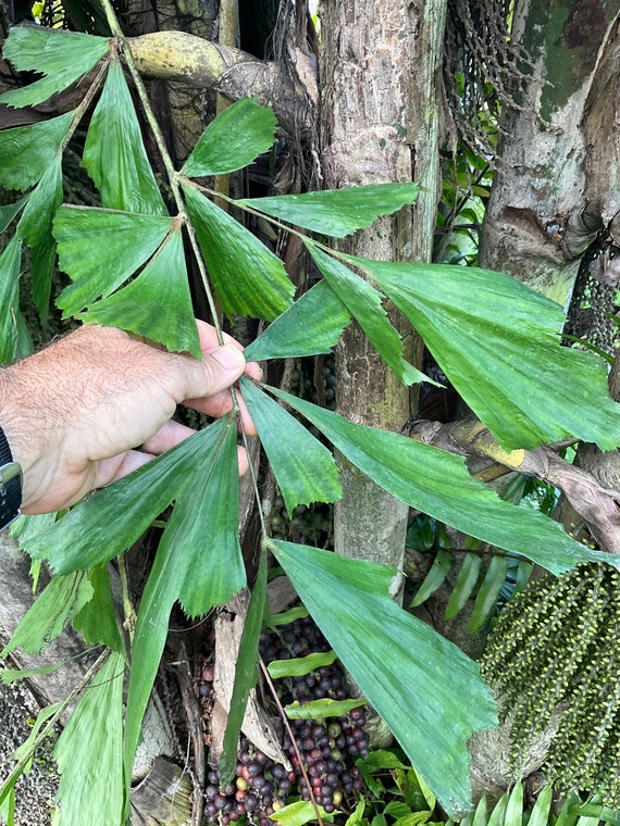 Fishtail Palm Leaves