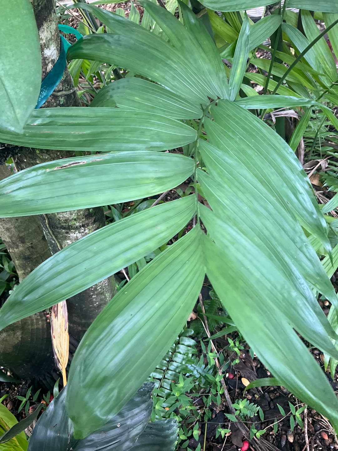 13 Fresh Seeds Chamaedorea Tepejilote Palm FREE SHIPPING - Etsy