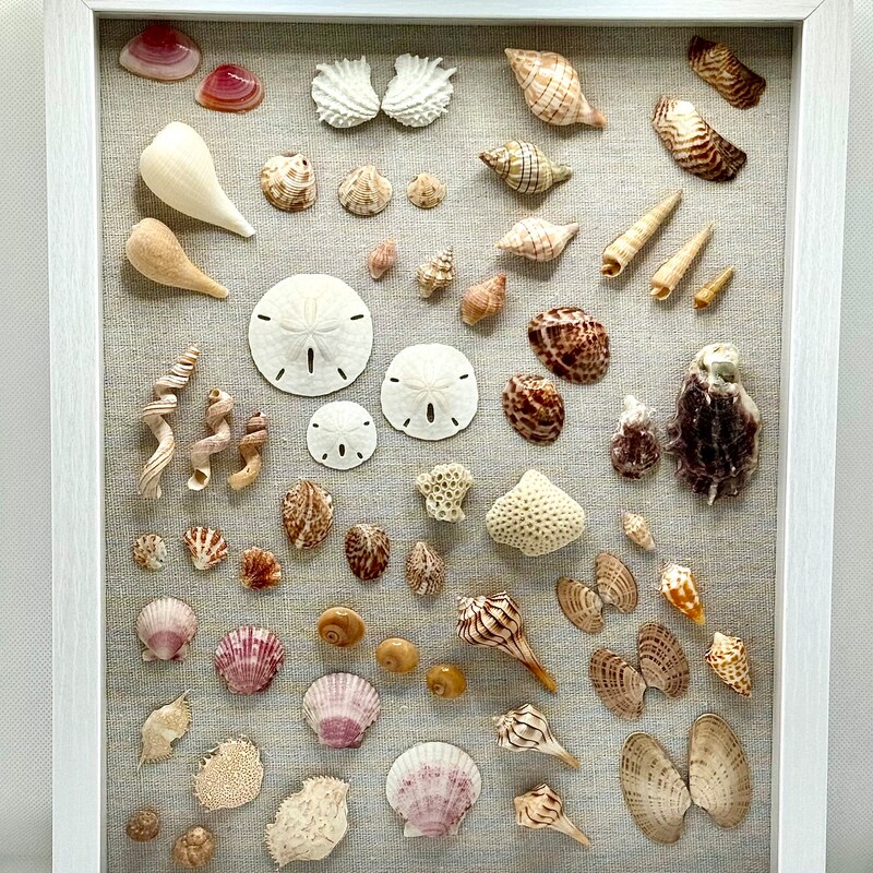 Shell Shadow Box - Etsy
