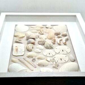 Wonderful Whites Florida Shells Shadow Box - Etsy