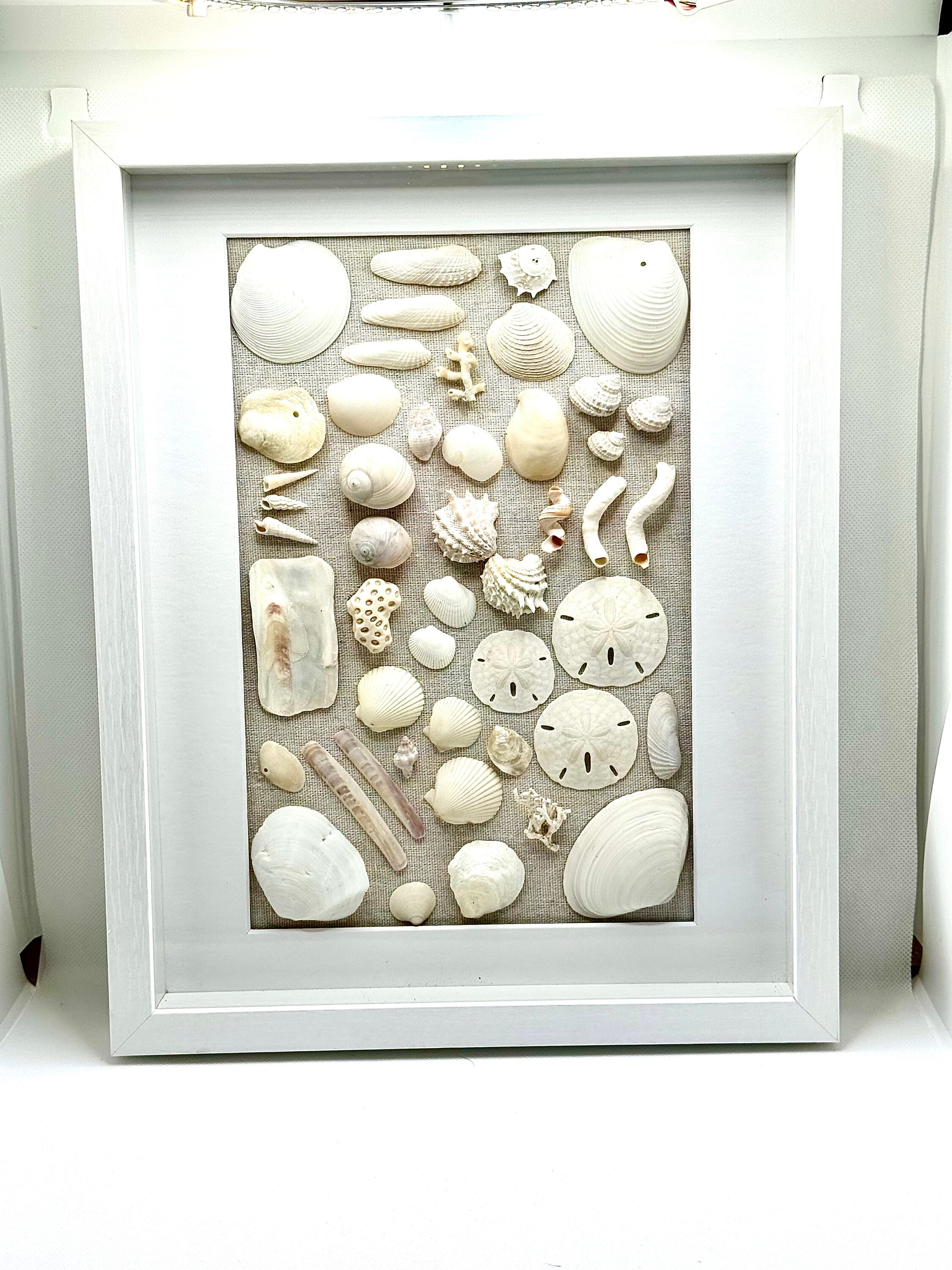 Wonderful Whites Florida Shells Shadow Box - Etsy