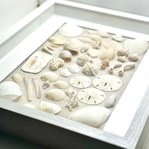 Wonderful Whites Florida Shells Shadow Box - Etsy