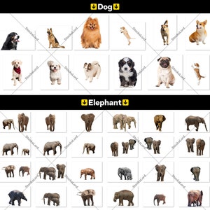 Animal PNG Bundle, Dog Png, Rabbit Png, Swan Png, Bear Png, Fox Png ...