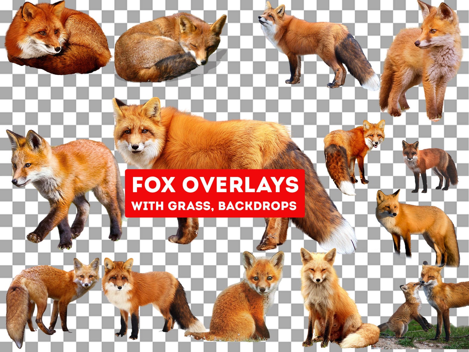 31 Fox Photo Overlays With Grass and Backdrops, Backdrop With Fox - Etsy