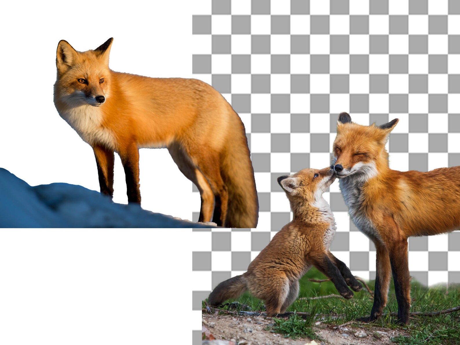 31 Fox Photo Overlays With Grass and Backdrops, Backdrop With Fox - Etsy