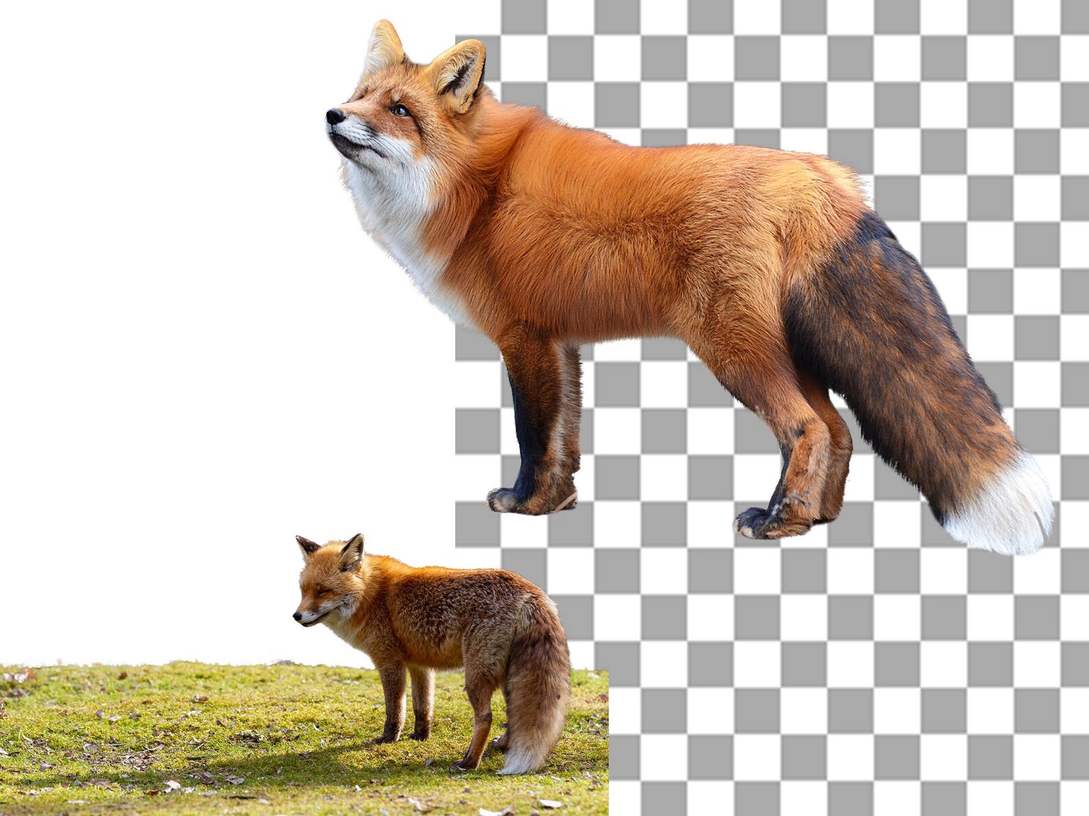 31 Fox Photo Overlays With Grass and Backdrops - Etsy