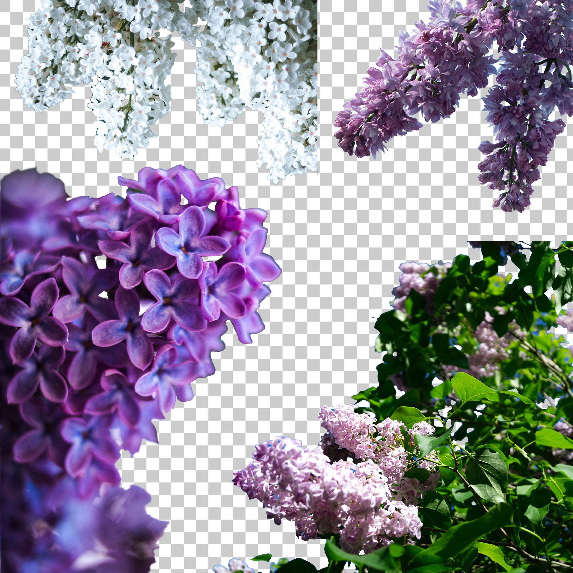 Flower Overlay, Flower Overlay Photoshop, Flower PNG, Flower Overlay ...