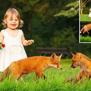 31 Fox Photo Overlays With Grass and Backdrops, Backdrop With Fox - Etsy