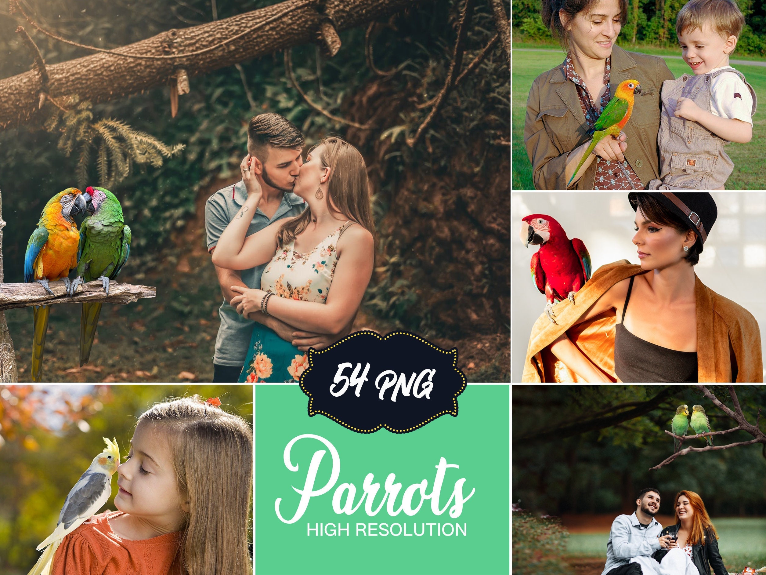 Parrots Png, Parrots Overlay, Birds Png, Photoshop Overlay, Birds ...