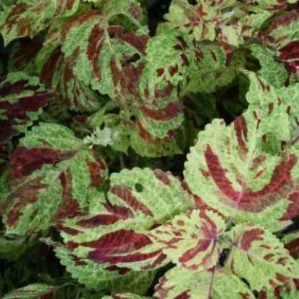 Coleus - Etsy