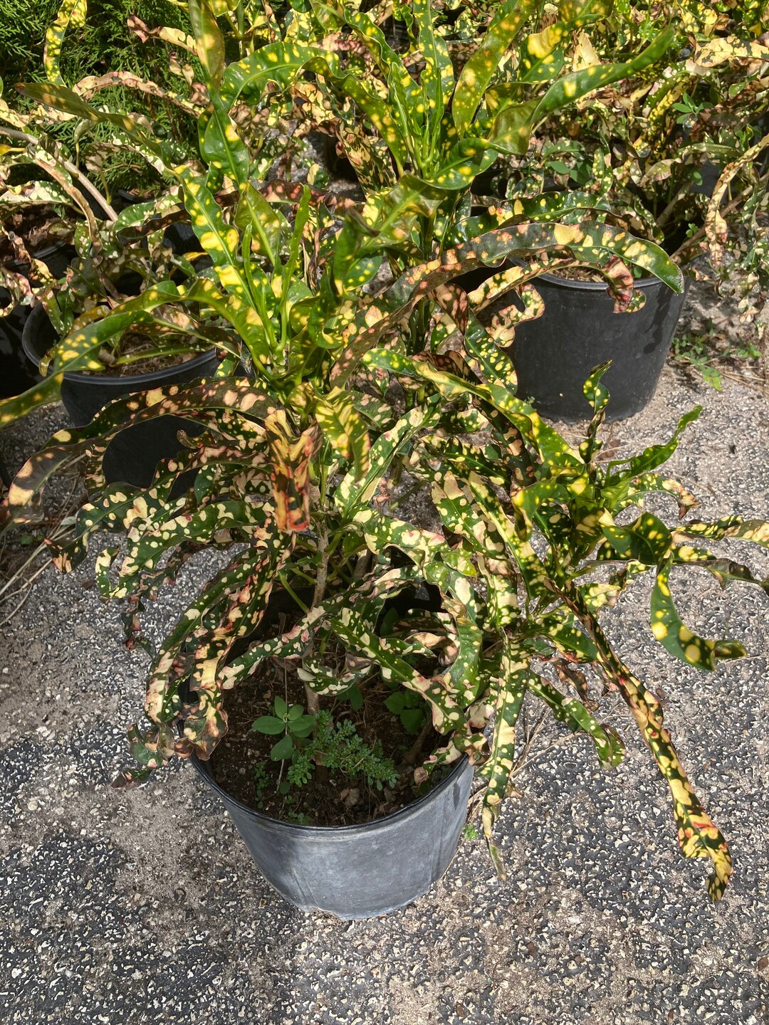 Dreadlocks Croton Rare Live Plant 3 Gallon Well Rooted Plant Ready to ...