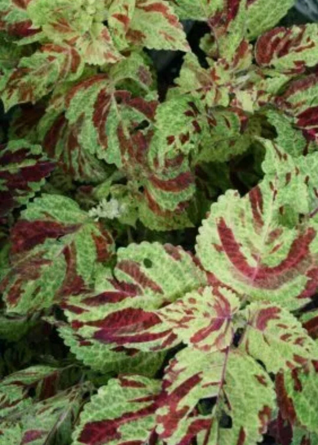 Coleus Wizard Mosaic 5 Live Plant Plugs Ready to Plant in 4 or Bigger ...
