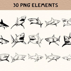 Shark Clipart Bundle | Shark Clipart | Shark Png | Shark Illustration ...