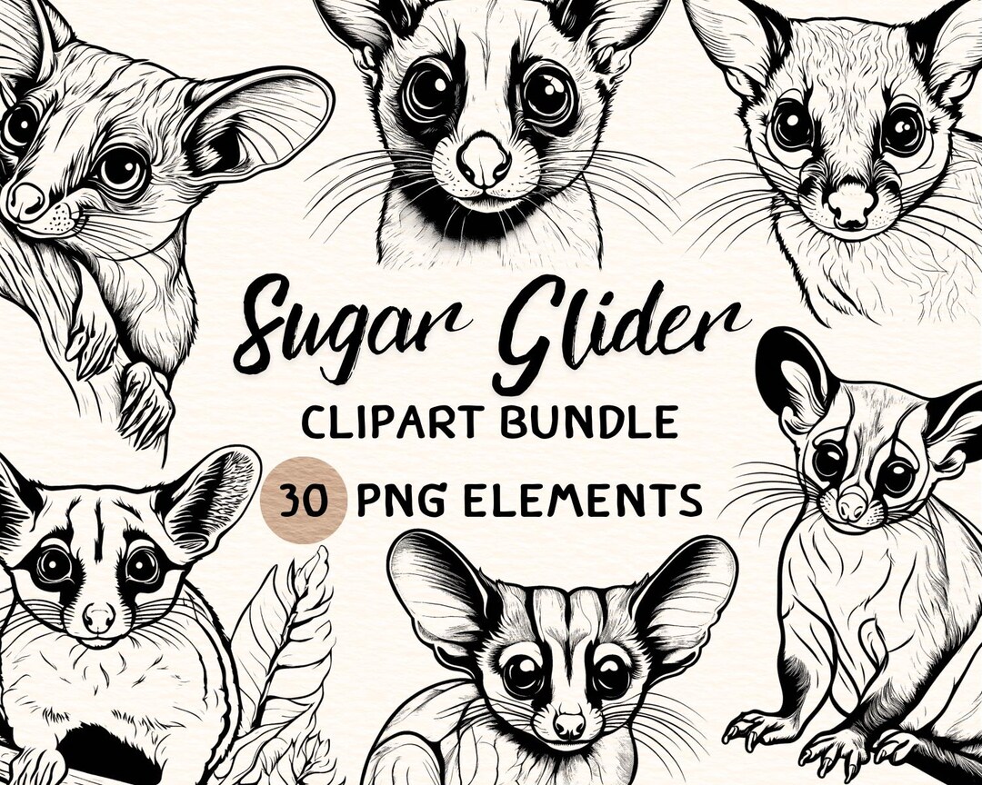 Sugar Glider Clipart Bundle | Sugar Glider Clipart | Sugar Glider Png ...