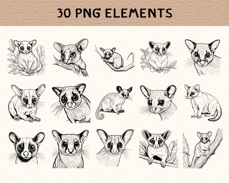 Sugar Glider Clipart Bundle | Sugar Glider Clipart | Sugar Glider Png ...