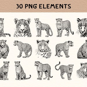 Leopard Clipart Bundle PNG, Safari Animal Graphics, Wild Cat Digital ...