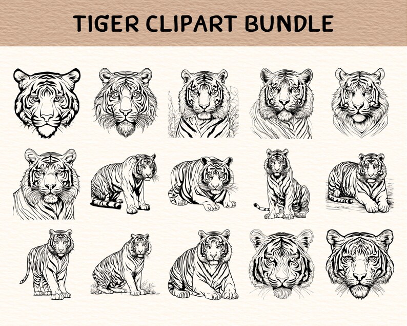 Tiger Clipart Bundle | Tiger Clipart | Tiger Png | Tiger Illustration ...