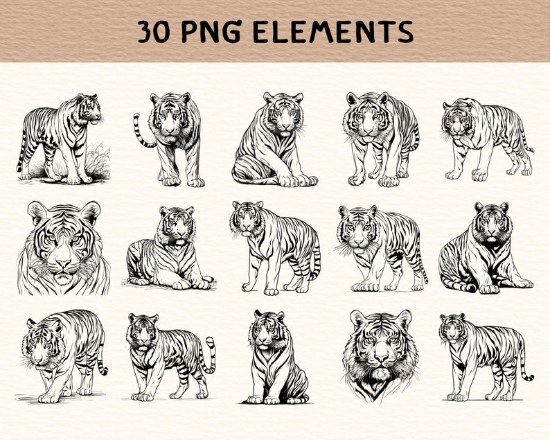 Tiger Clipart Bundle | Tiger Clipart | Tiger Png | Tiger Illustration ...