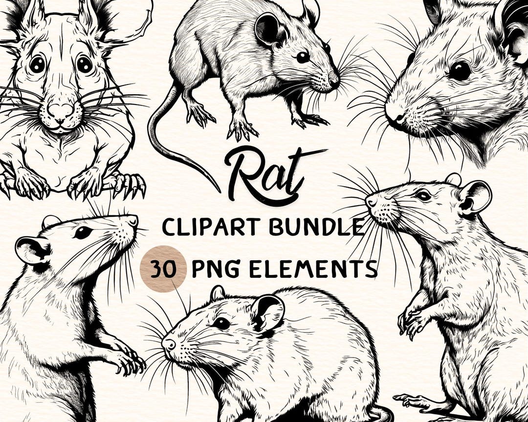 Rat Clipart Bundle | Rat Clipart | Rat Png | Rat Illustration | Rat ...