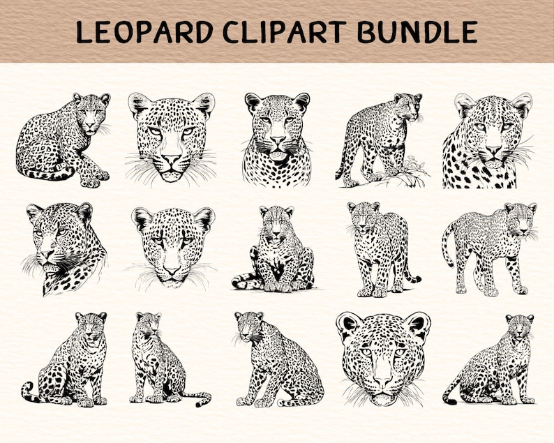 Leopard Clipart Bundle PNG, Safari Animal Graphics, Wild Cat Digital ...