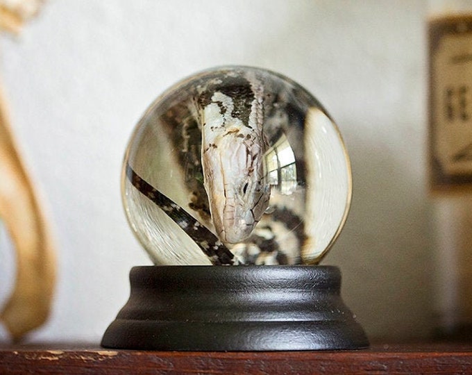 Real Blue-tongued Skink Wet Specimen Lizard Ethical - Etsy