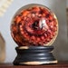 Real Red Octopus Tentacle Wet Specimen | Octopi Ethical Taxidermy ...