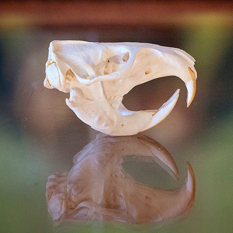 DarkMatterOddities - Etsy