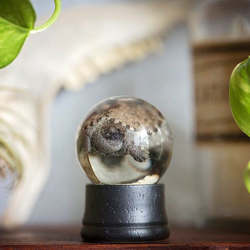Wet Specimens - Etsy