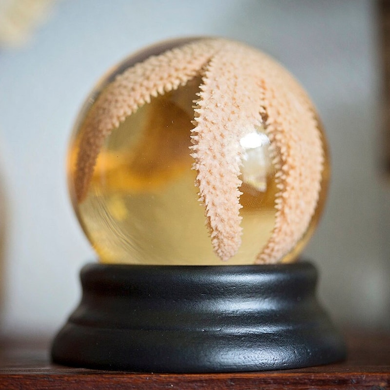 Wet Specimen Star Fish - Etsy