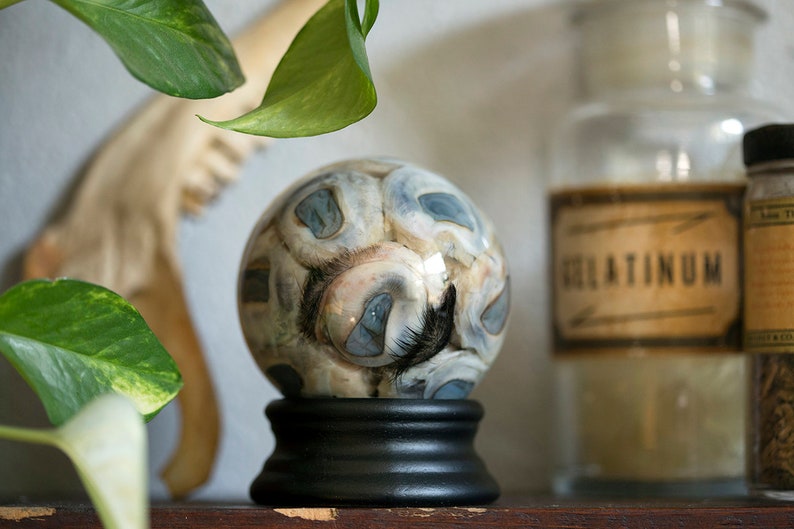 Real Sheep Eye Wet Specimen | Ophthalmology Ethical Taxidermy ...