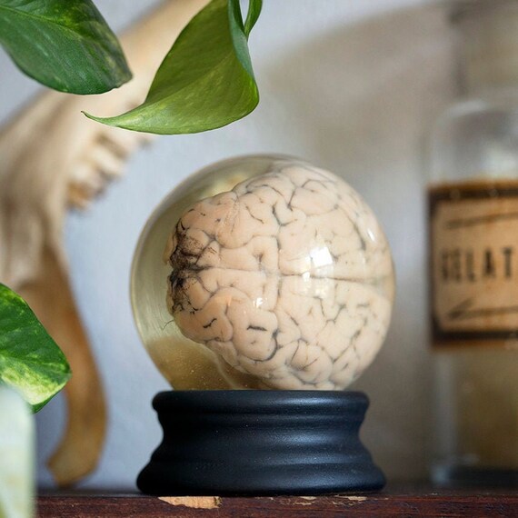 Real Sheep Brain Wet Specimen neurology ethical taxidermy | Etsy