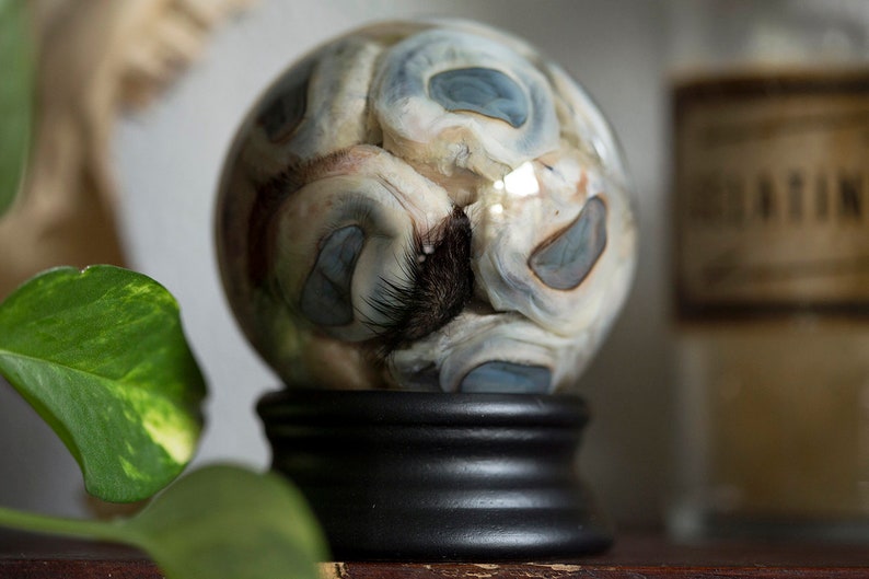 Real Sheep Eye Wet Specimen Ophthalmology Ethical Taxidermy - Etsy