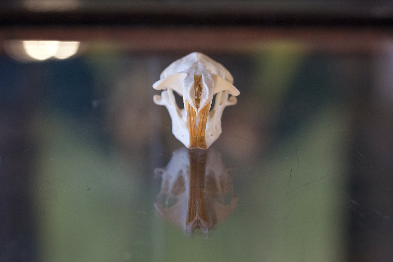 Real Gopher Skull Specimen | Biology Zoology Science | Ethical ...