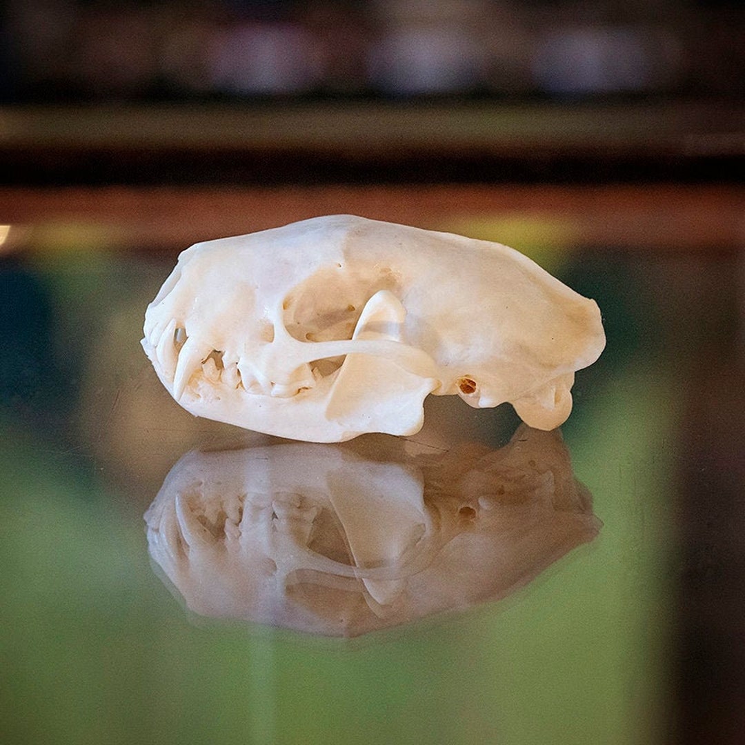 Real Skunk Skull Specimen | Biology Zoology Science | Ethical Taxidermy ...