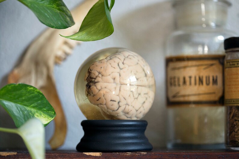 Real Sheep Brain Wet Specimen neurology ethical taxidermy | Etsy