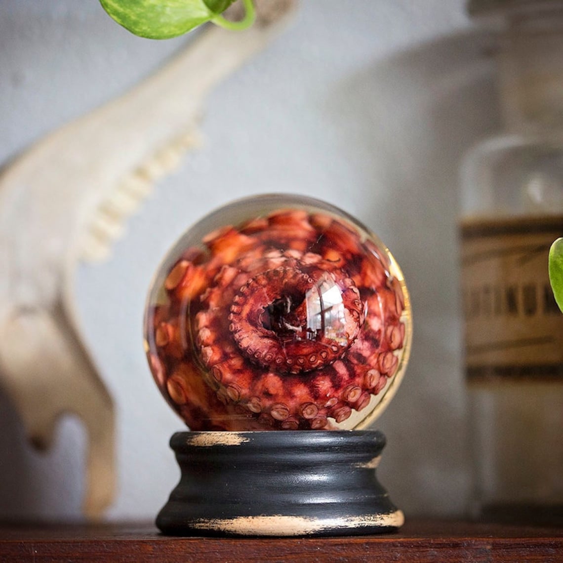 Real Red Octopus Tentacle Wet Specimen Octopi Ethical - Etsy