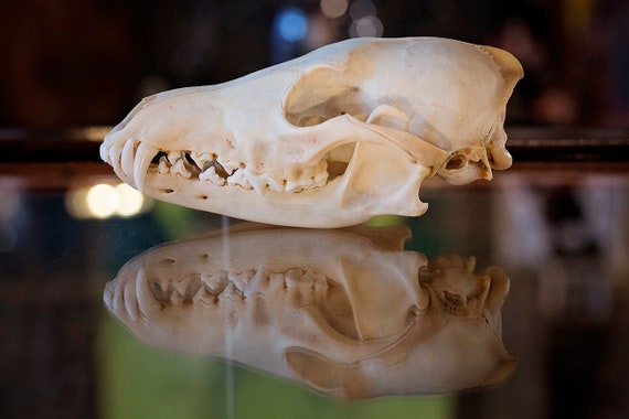 Real Dog Bone