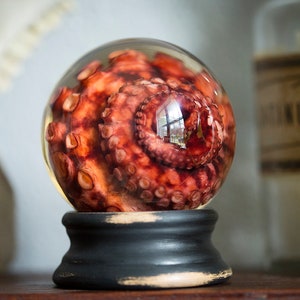 Real Red Octopus Tentacle Wet Specimen | Octopi Ethical Taxidermy ...