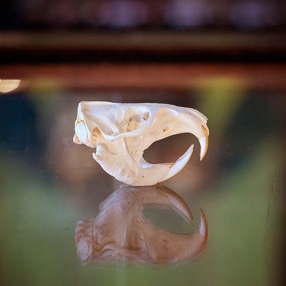 Real Gopher Skull Specimen Biology Zoology Science Ethical | Etsy