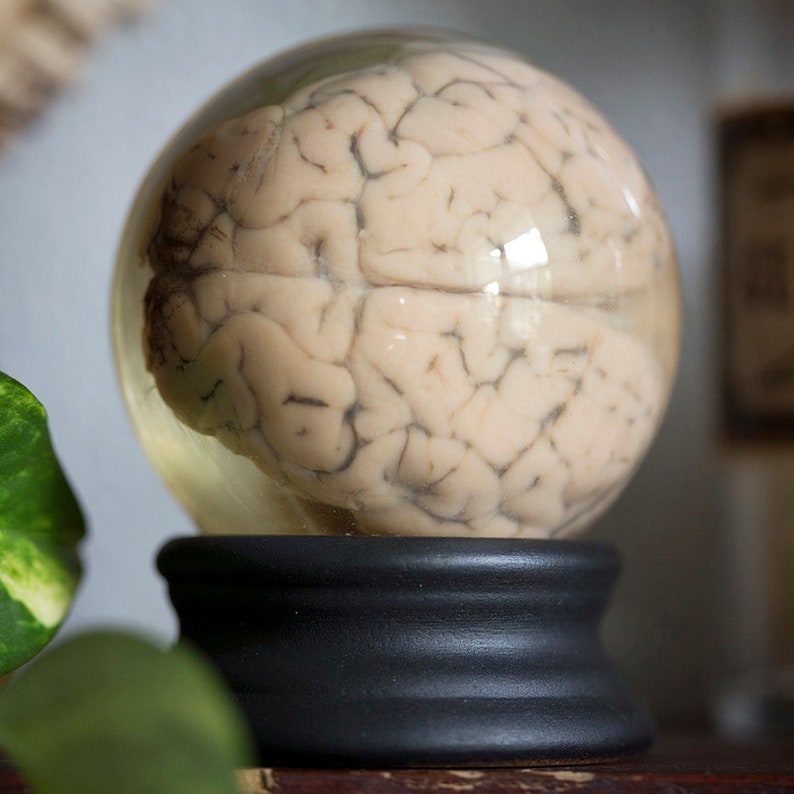 Real Sheep Brain Wet Specimen neurology ethical taxidermy | Etsy