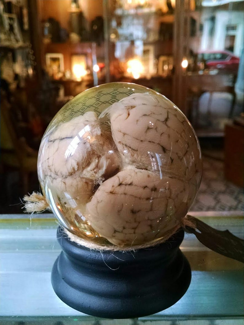 Real Sheep Brain Wet Specimen neurology ethical taxidermy | Etsy