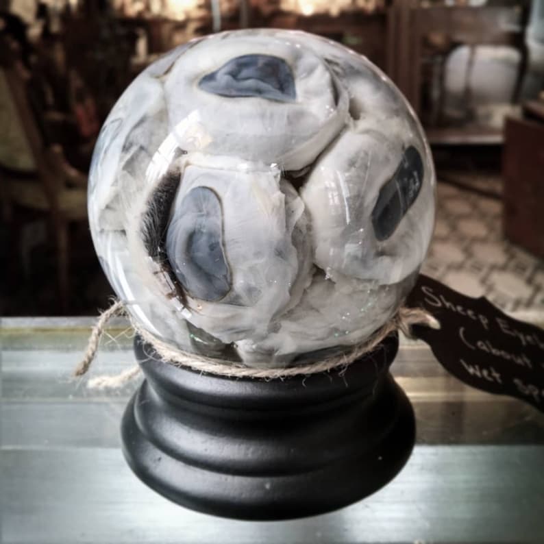 Real Sheep Eye Wet Specimen Ophthalmology Ethical Taxidermy - Etsy