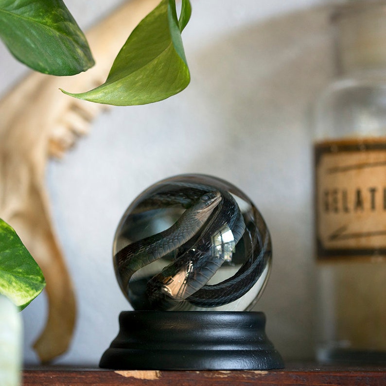 Real Garter Snake Wet Specimen | Serpent Ethical Taxidermy | Preserved Animal in Globe ...