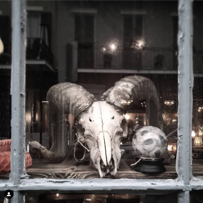 Real Sheep Eye Wet Specimen Ophthalmology Ethical Taxidermy - Etsy