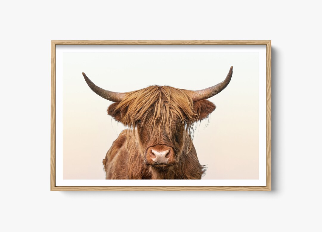 Rustic Highland Cow Print, Fine Art County Photography, Boho Home Decor ...